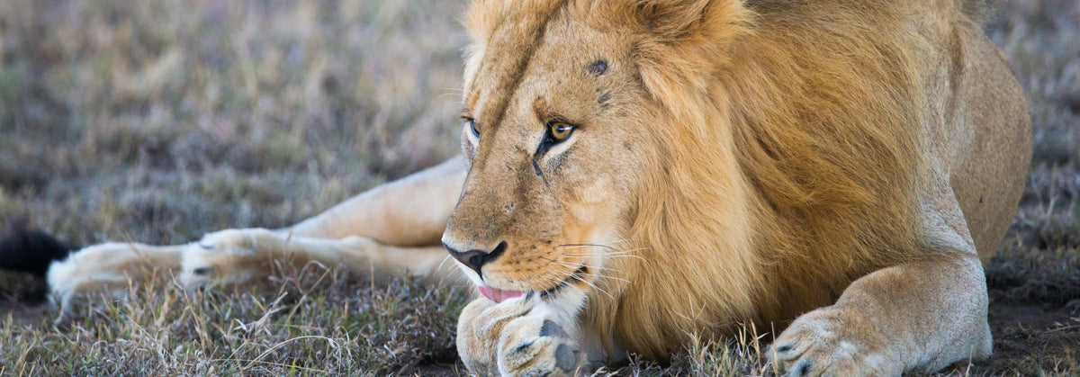 Wildlife – Andrew Scriven Photography