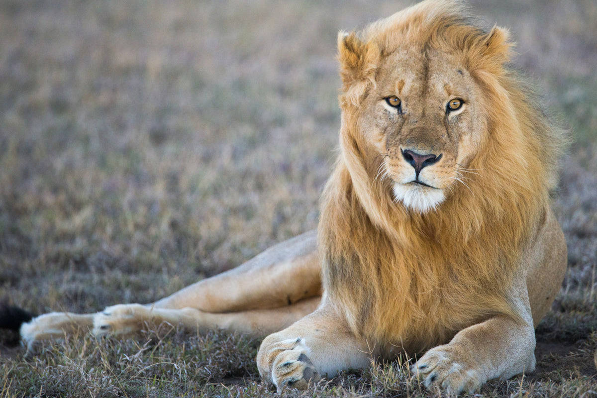 Eyes on You – Andrew Scriven Photography