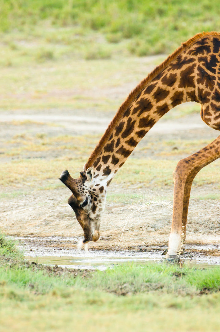 A giraffe taking a drink – Andrew Scriven Photography