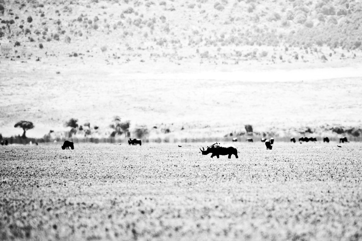 Rhino in heat – Andrew Scriven Photography